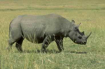 Endangered Animals List: Top 10 Endangered Animals | Animal Danger